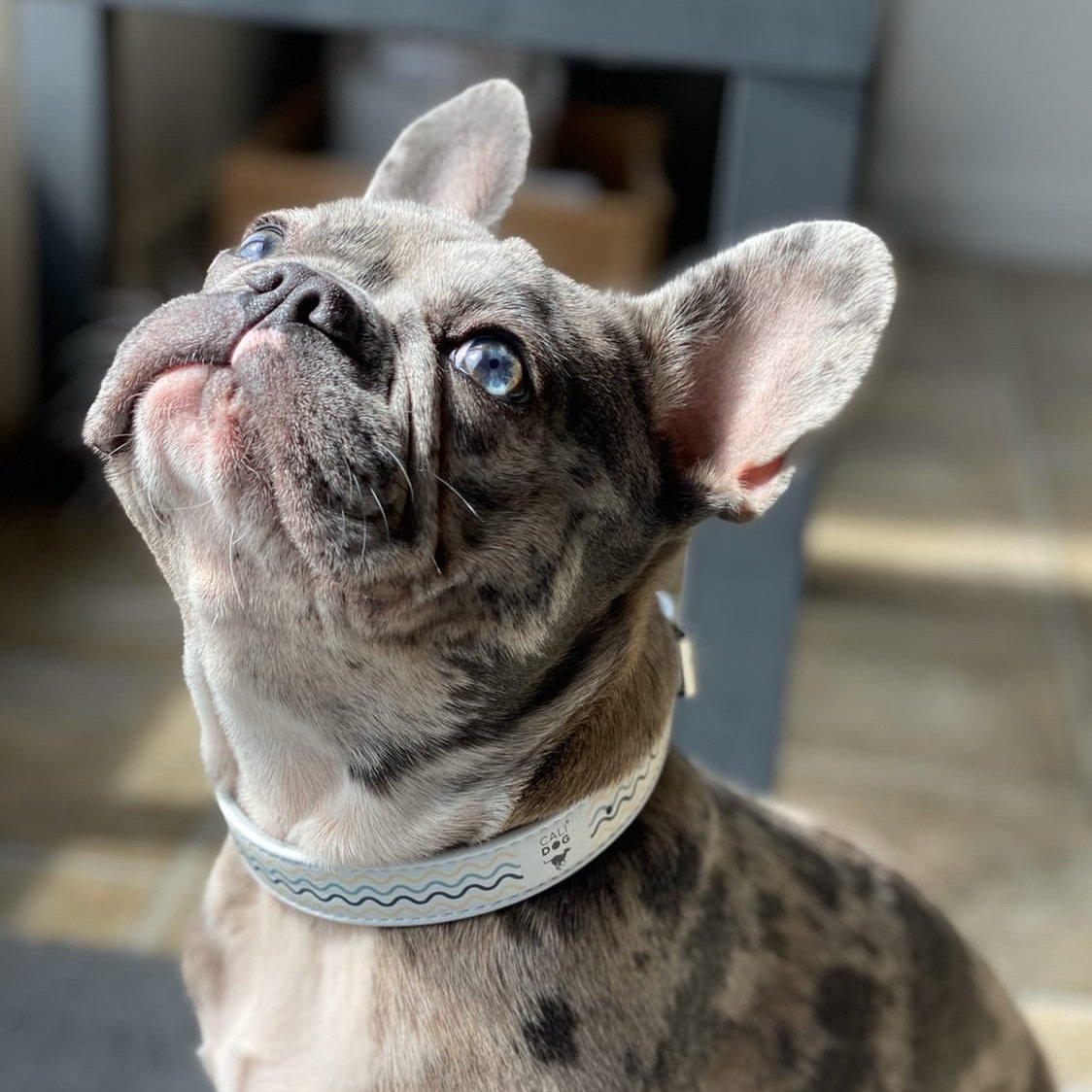 CALIDOG: Stylish Dog Outfits for Fashionable Pups | Premium Dog ...