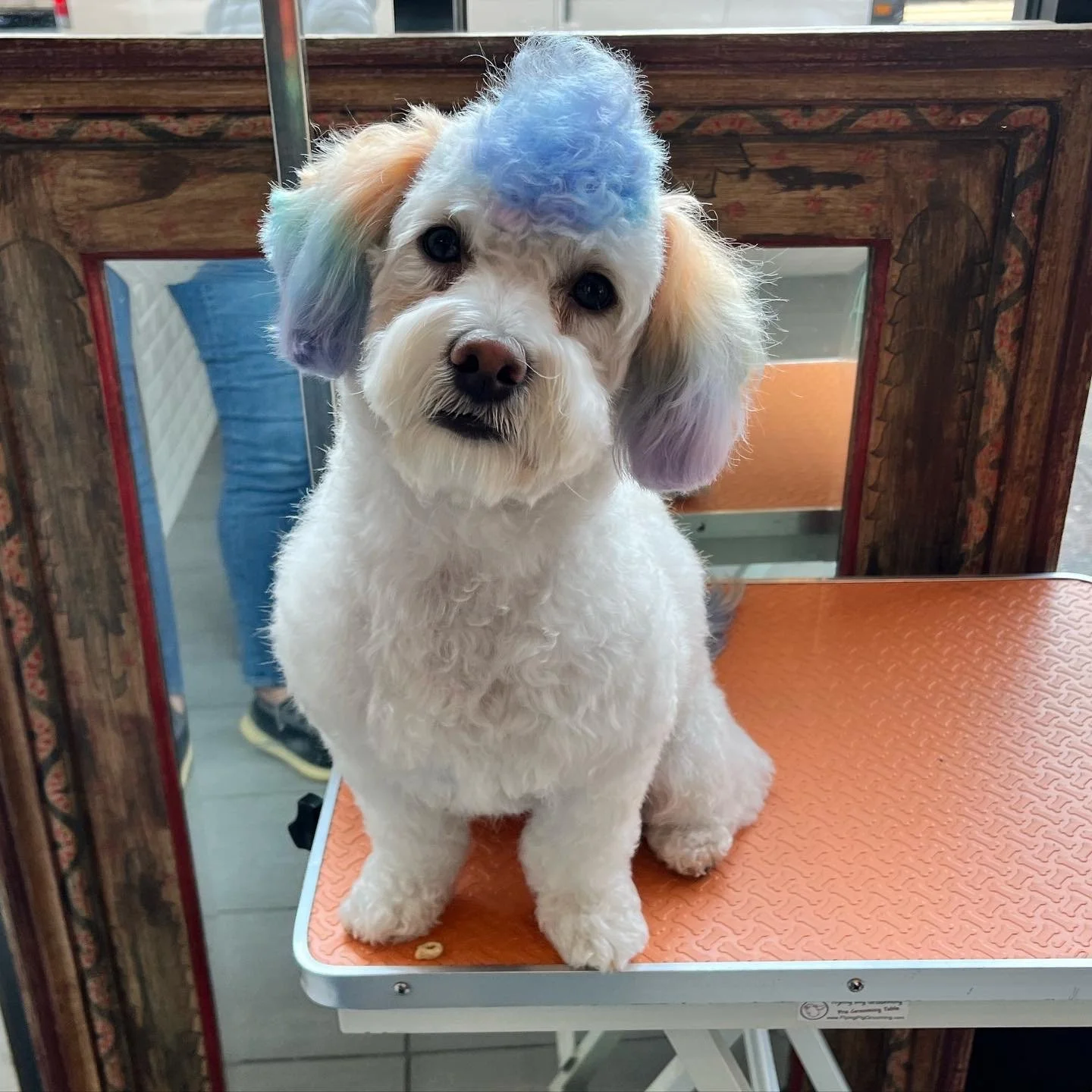 Maltipoo Haircuts Mohawk