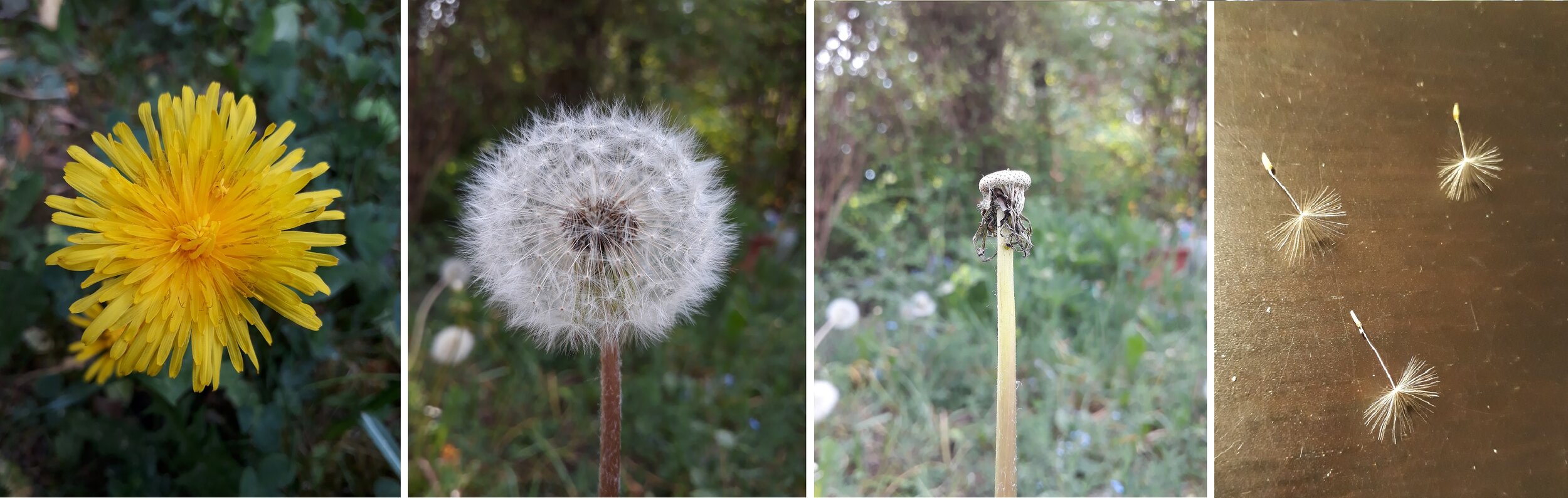 Dandelion Plant Life Cycle