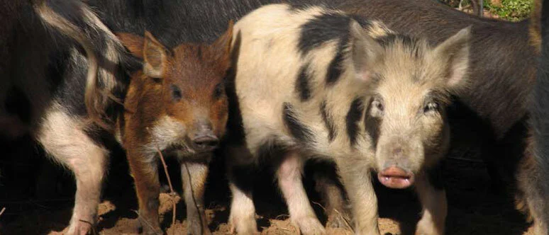 Behavior and Biology — Georgia Feral Swine