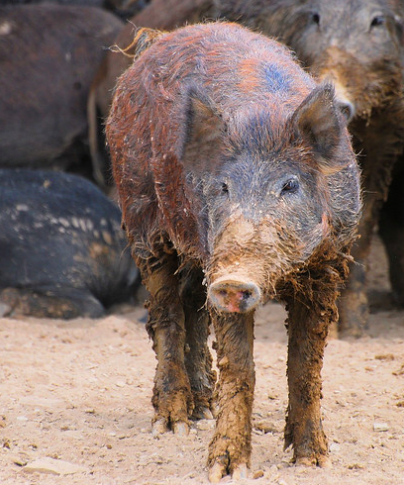 Disease Risk — Georgia Feral Swine
