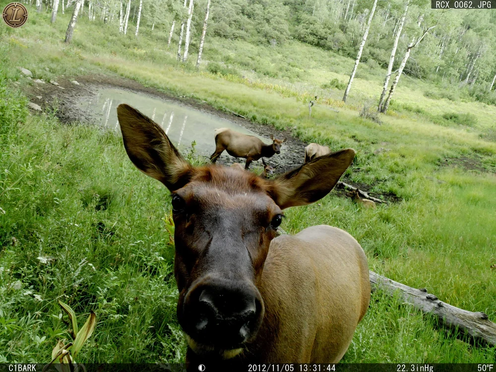 Hunting Bar K — Bar k ranch