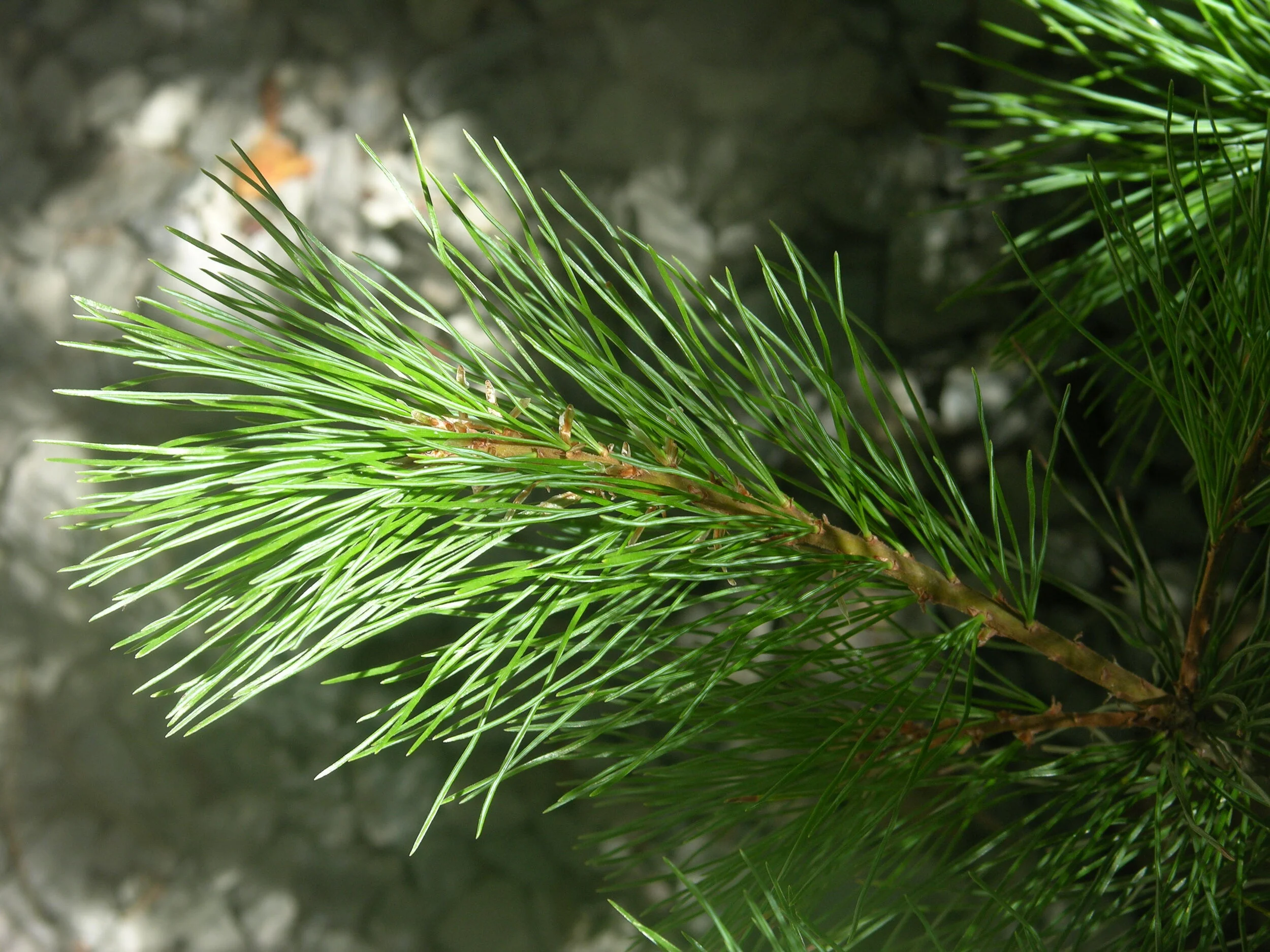 Western White Pine — Underwood Conservation District