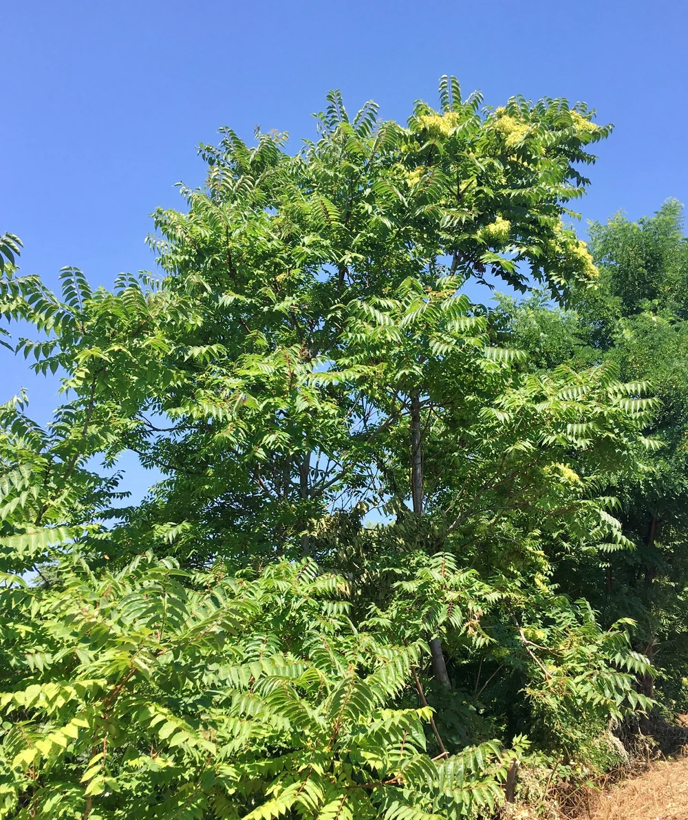 Tree of Heaven Control Project — Underwood Conservation District