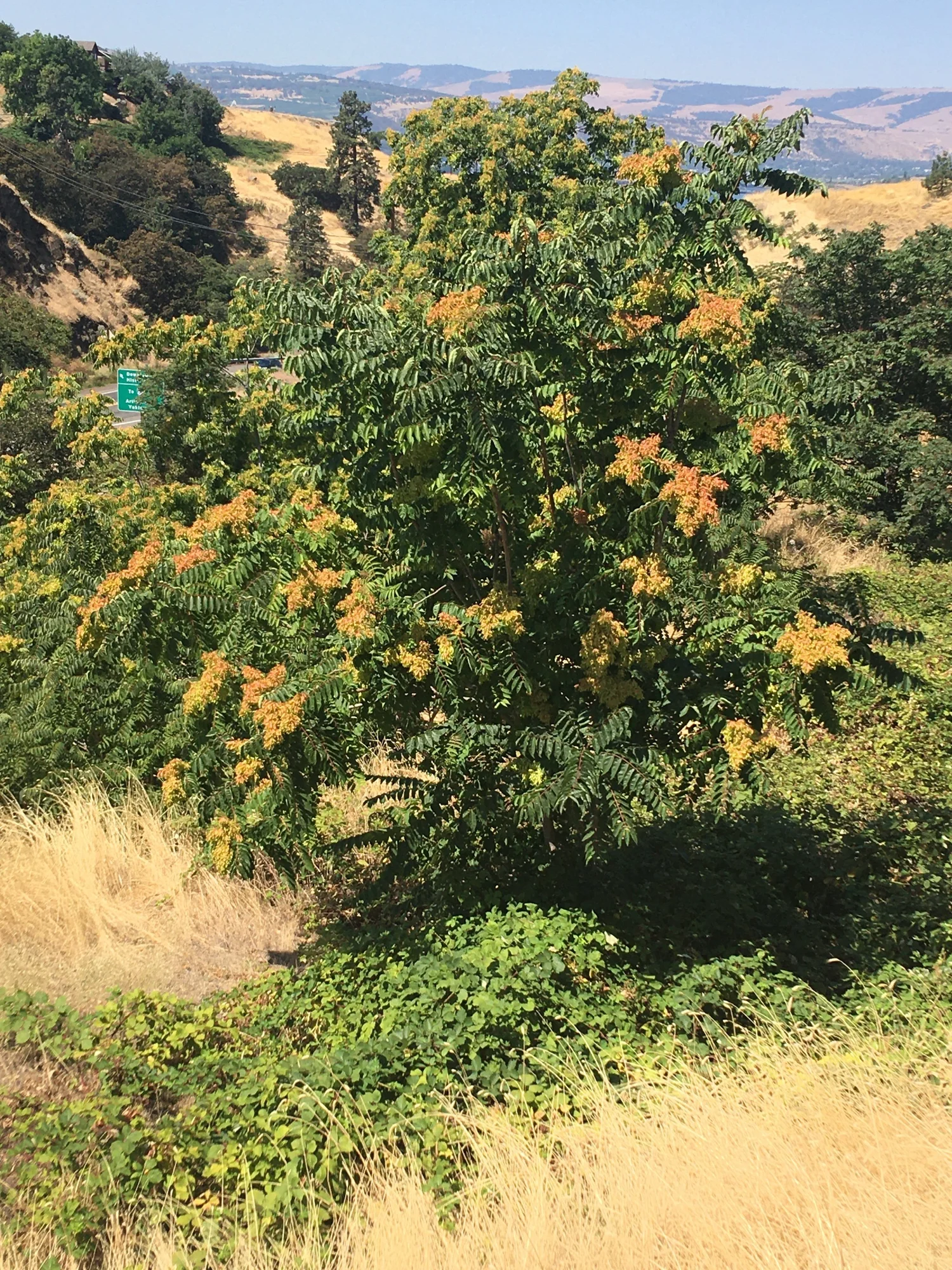 Tree of Heaven Control Project — Underwood Conservation District