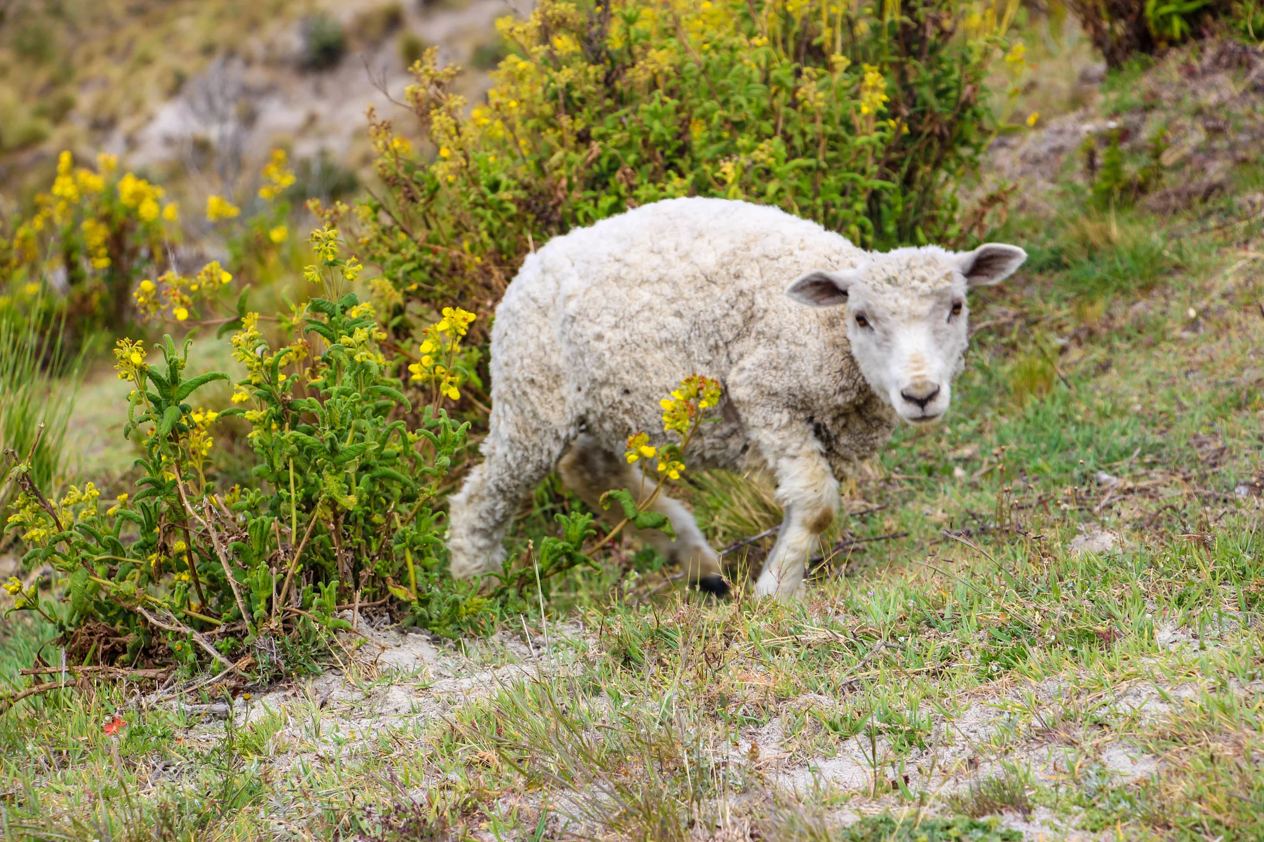 Trench Talk Podcast — Practical Shepherding