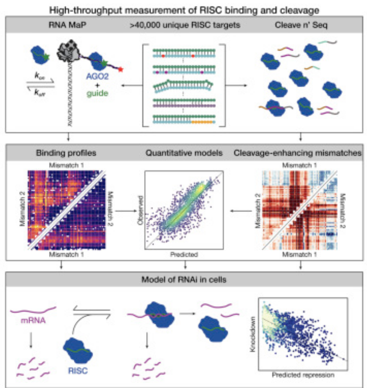 Publications — Greenleaf Lab @ Stanford