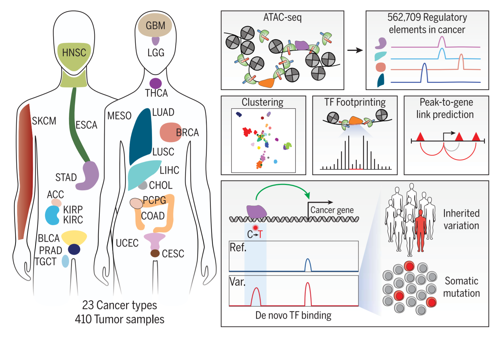 Publications — Greenleaf Lab @ Stanford