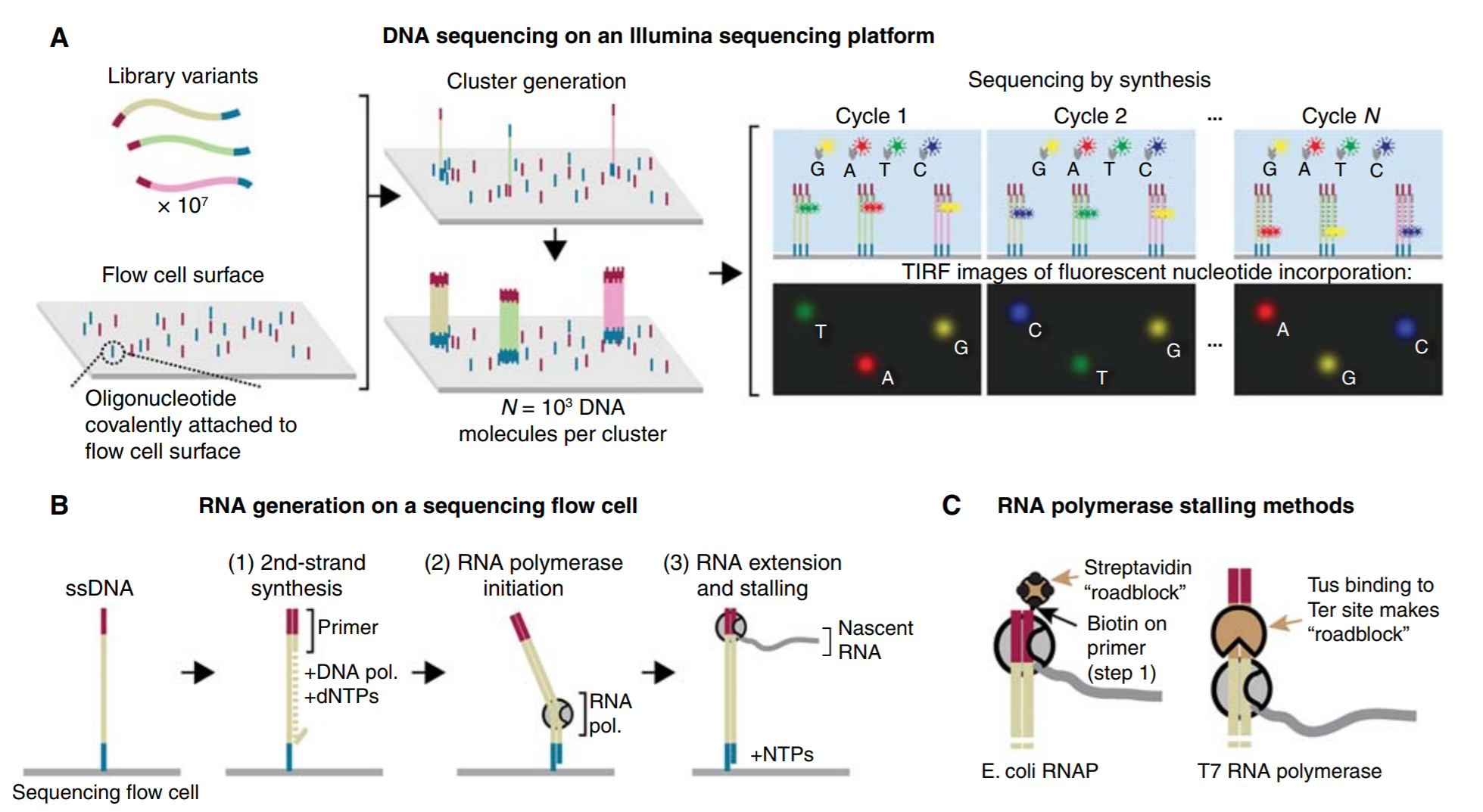 Publications — Greenleaf Lab @ Stanford