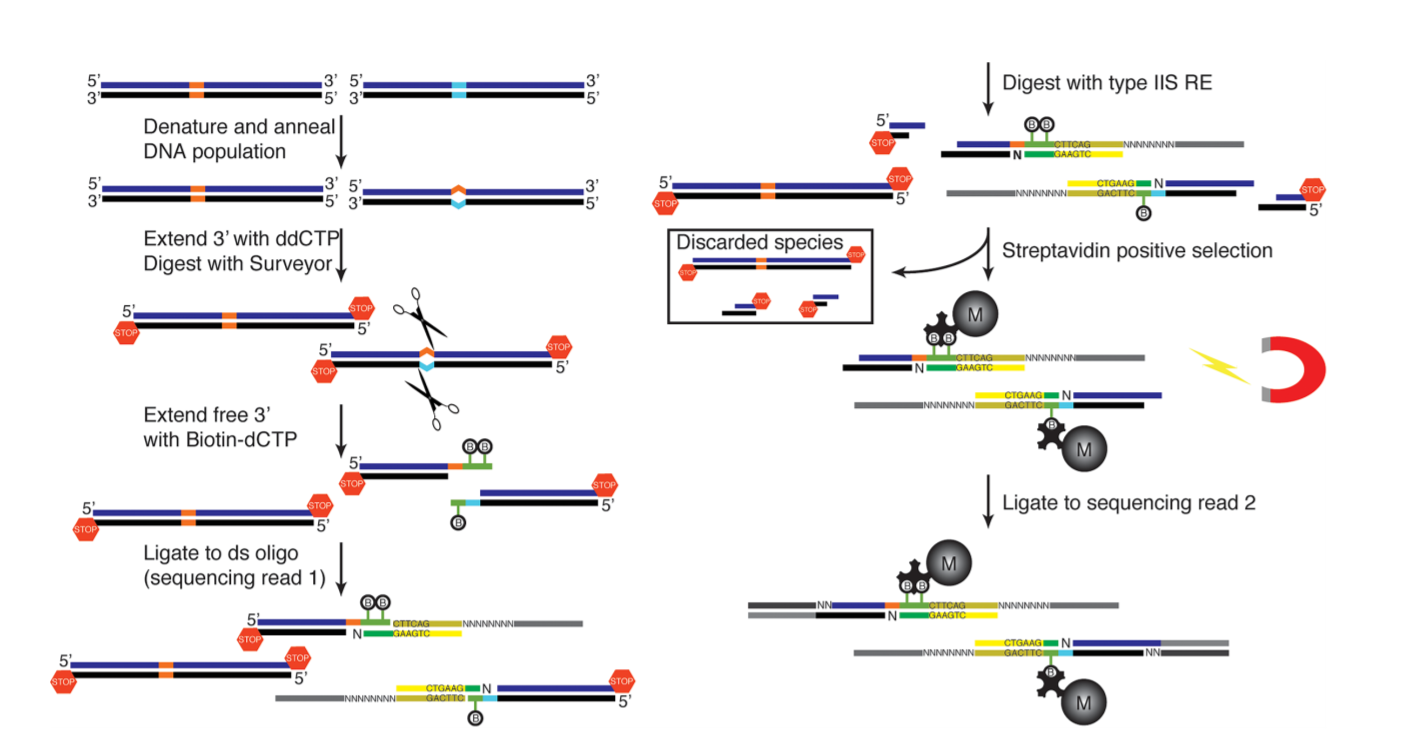 Publications — Greenleaf Lab @ Stanford