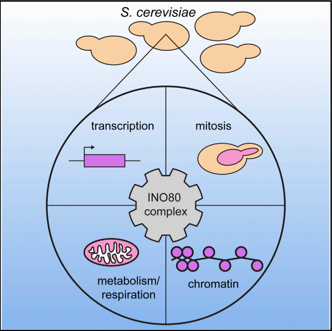 Publications — Greenleaf Lab @ Stanford