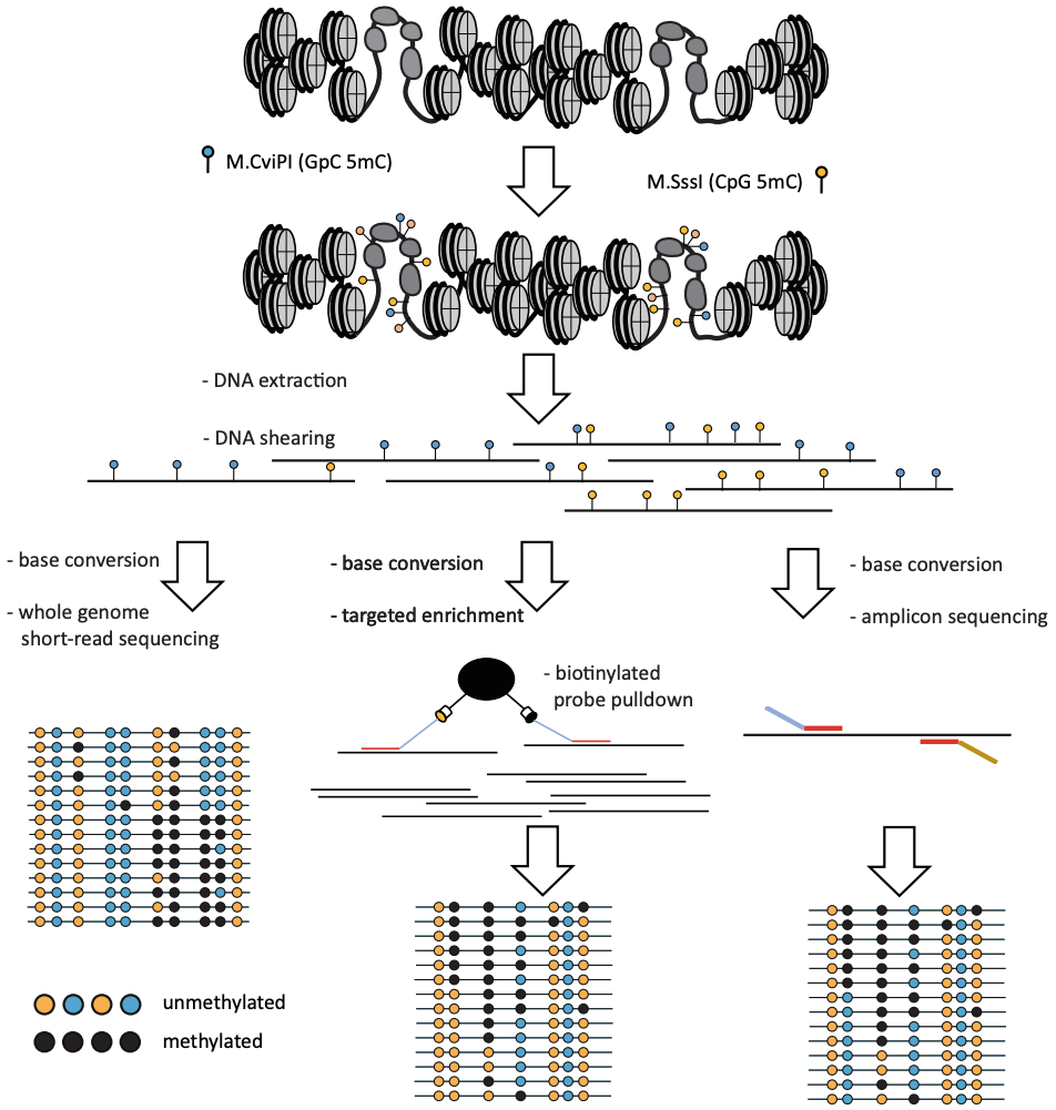 Publications — Greenleaf Lab @ Stanford