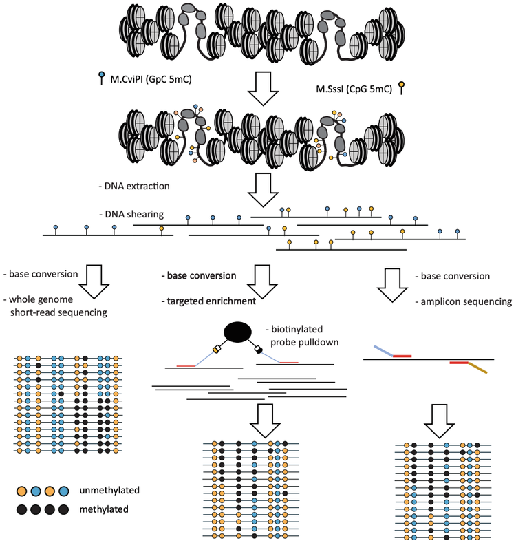 Publications — Greenleaf Lab @ Stanford