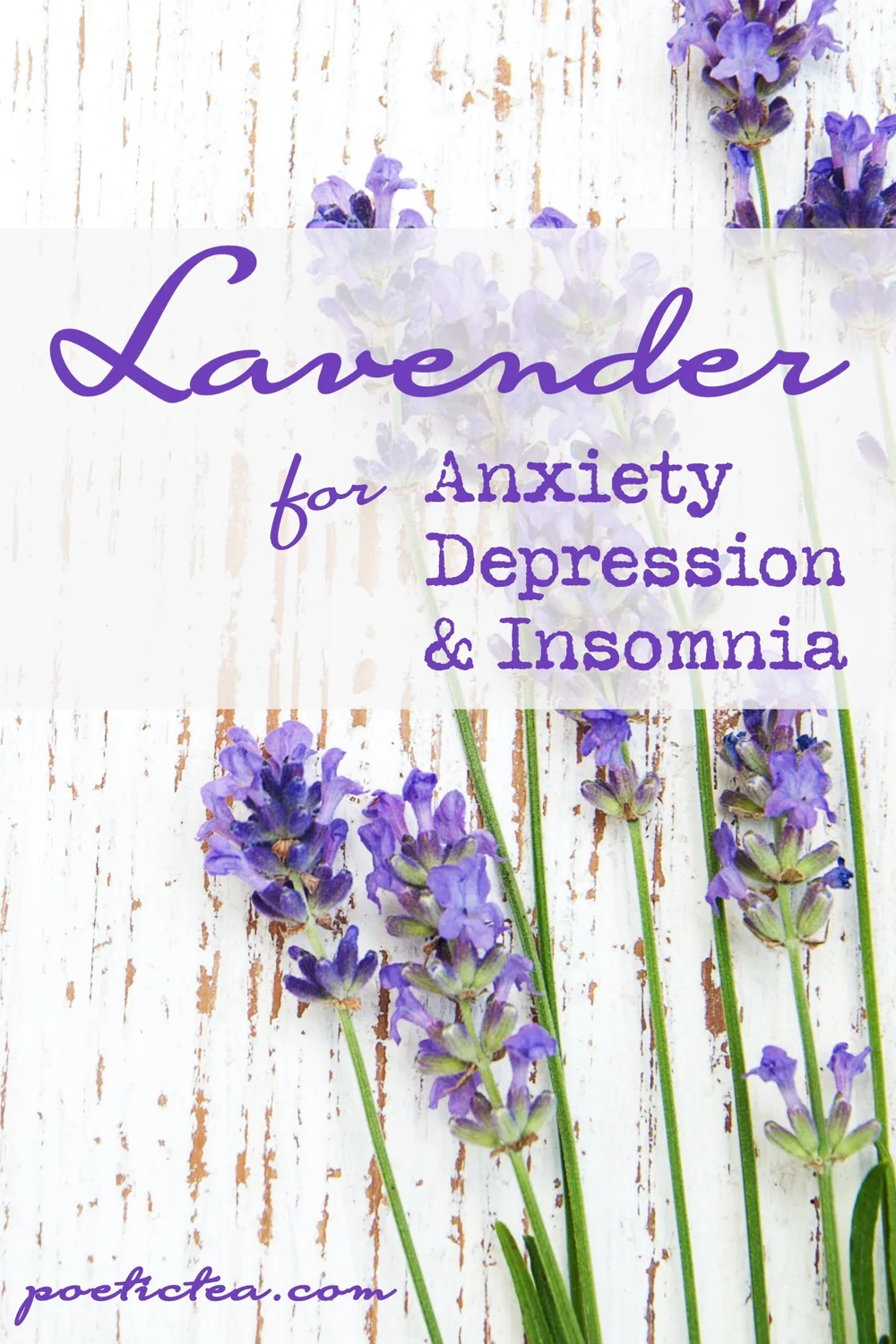 Lavender: Symbolism and Benefits — Poetic Tea Company