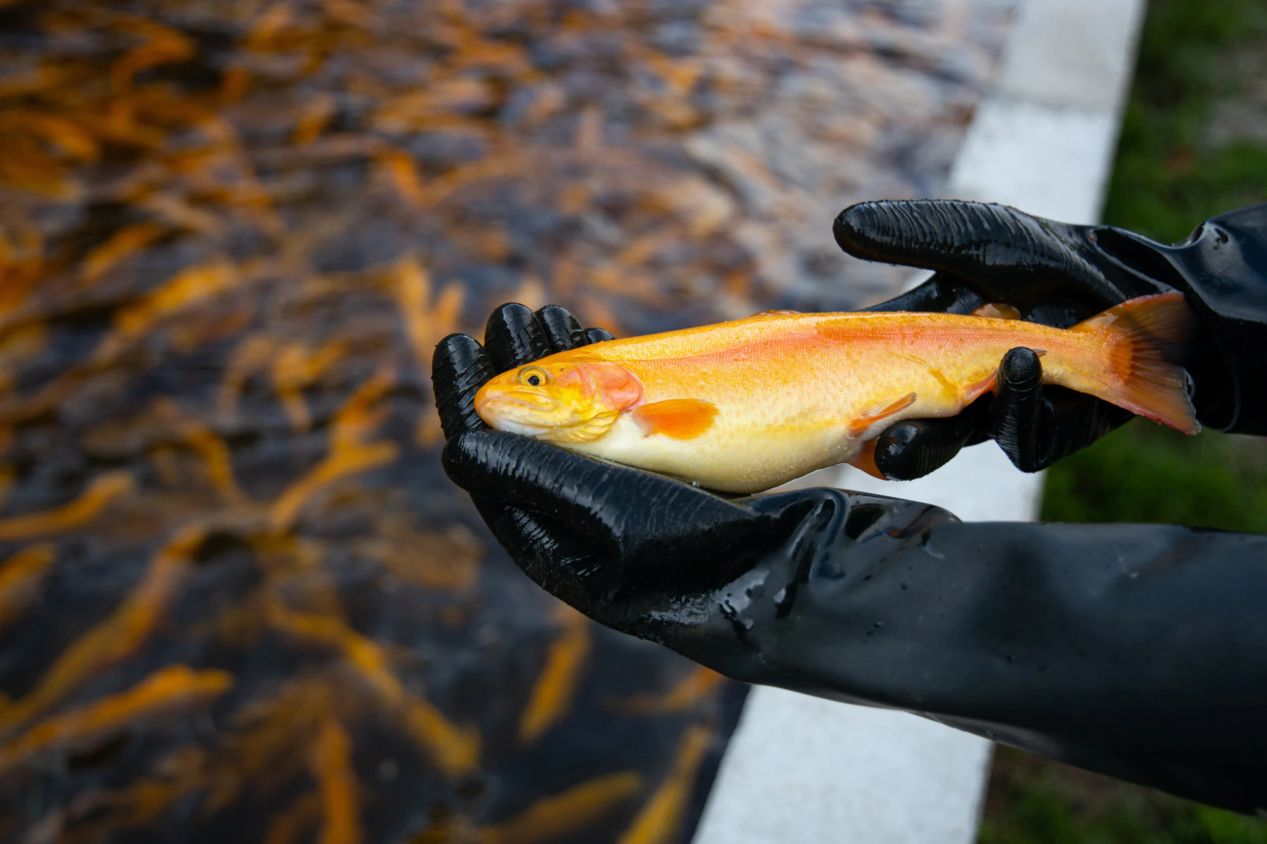Farm to Table Information — Laurel Hill Trout Farm