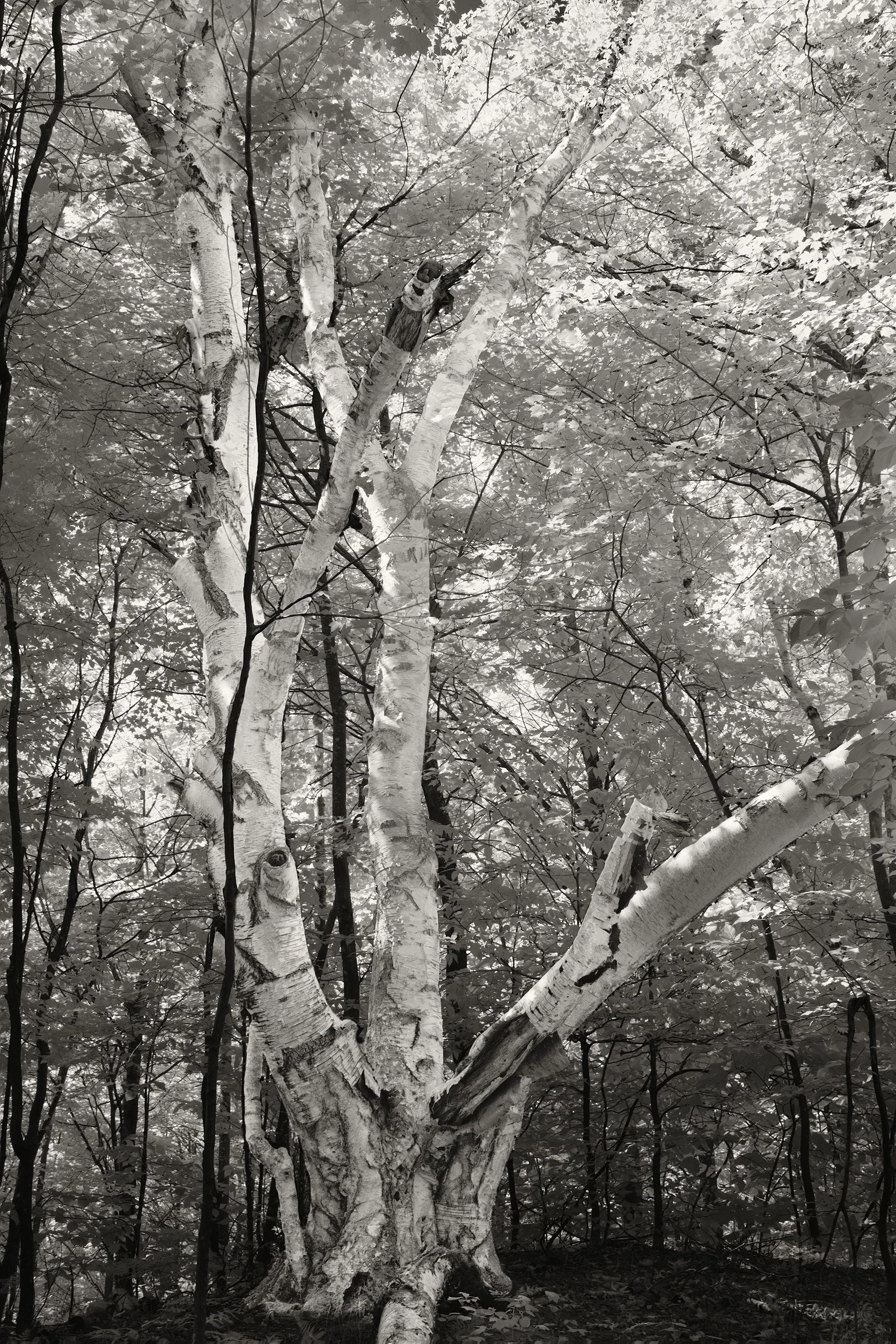 John Lilley | Birch Tree Houdek Dunes — WSG GALLERY