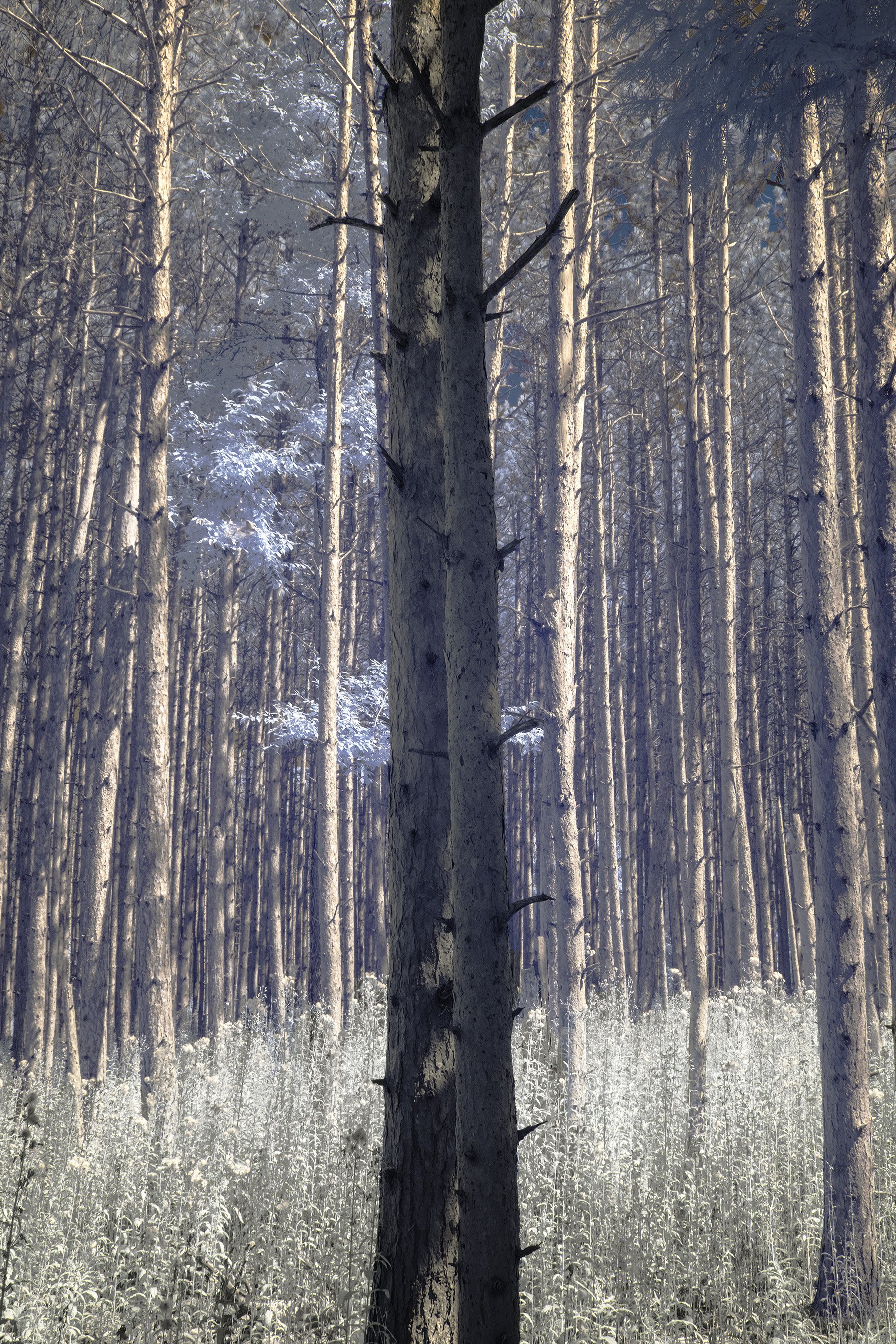 John Lilley | Birch Tree Houdek Dunes — WSG GALLERY