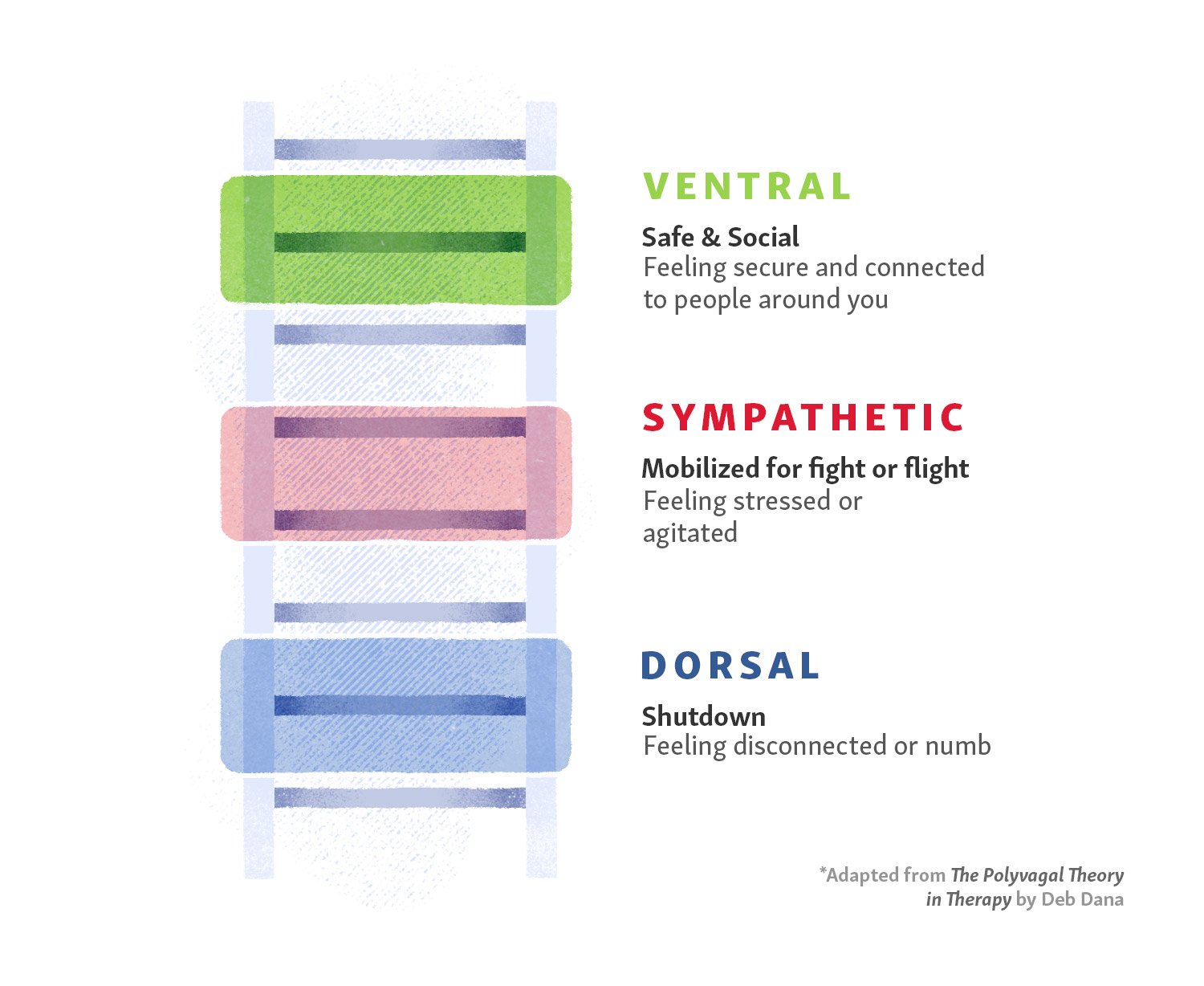 Polyvagal Theory: Mapping Your Nervous System — Redeemer Counseling