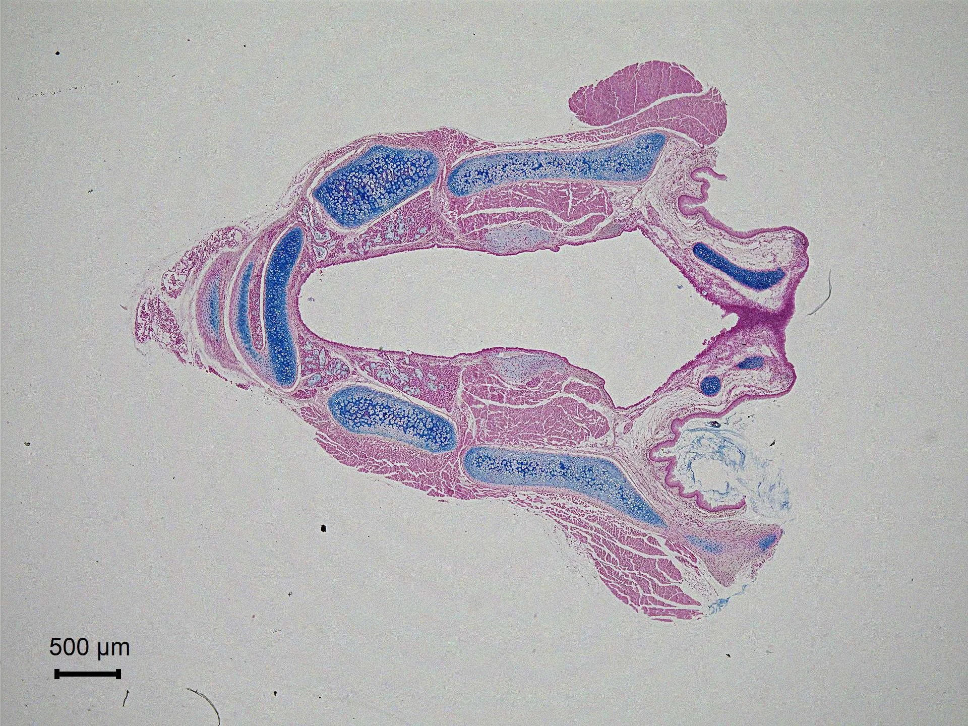 Research — The Gottardi Lab