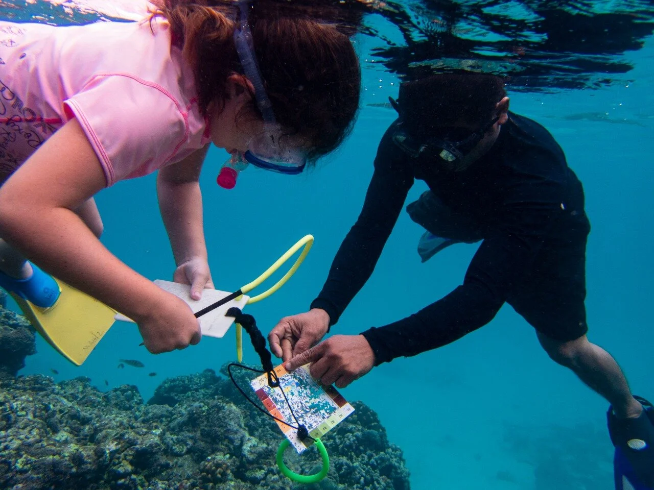 Reef Restoration — EcosystemImpact | Together We Heal Our Planet