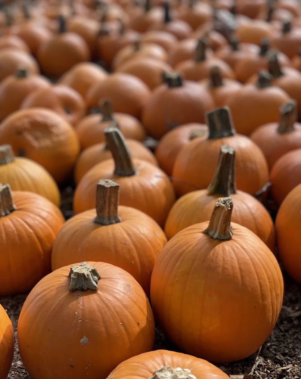 Top 9 Fall Activities: A Guide to Fall in Southern Illinois — Caffeine ...