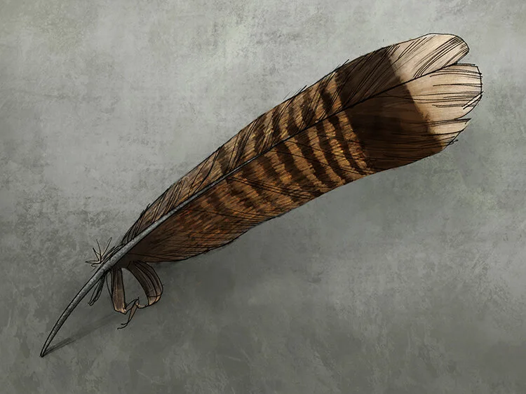 Wild Turkey Feather Drawing