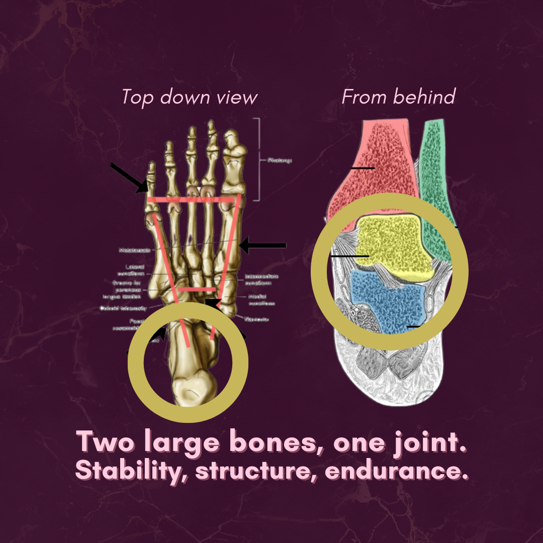 ZDWT: The Game-Changing Shoes That Transformed My Foot Health — Lagree ...