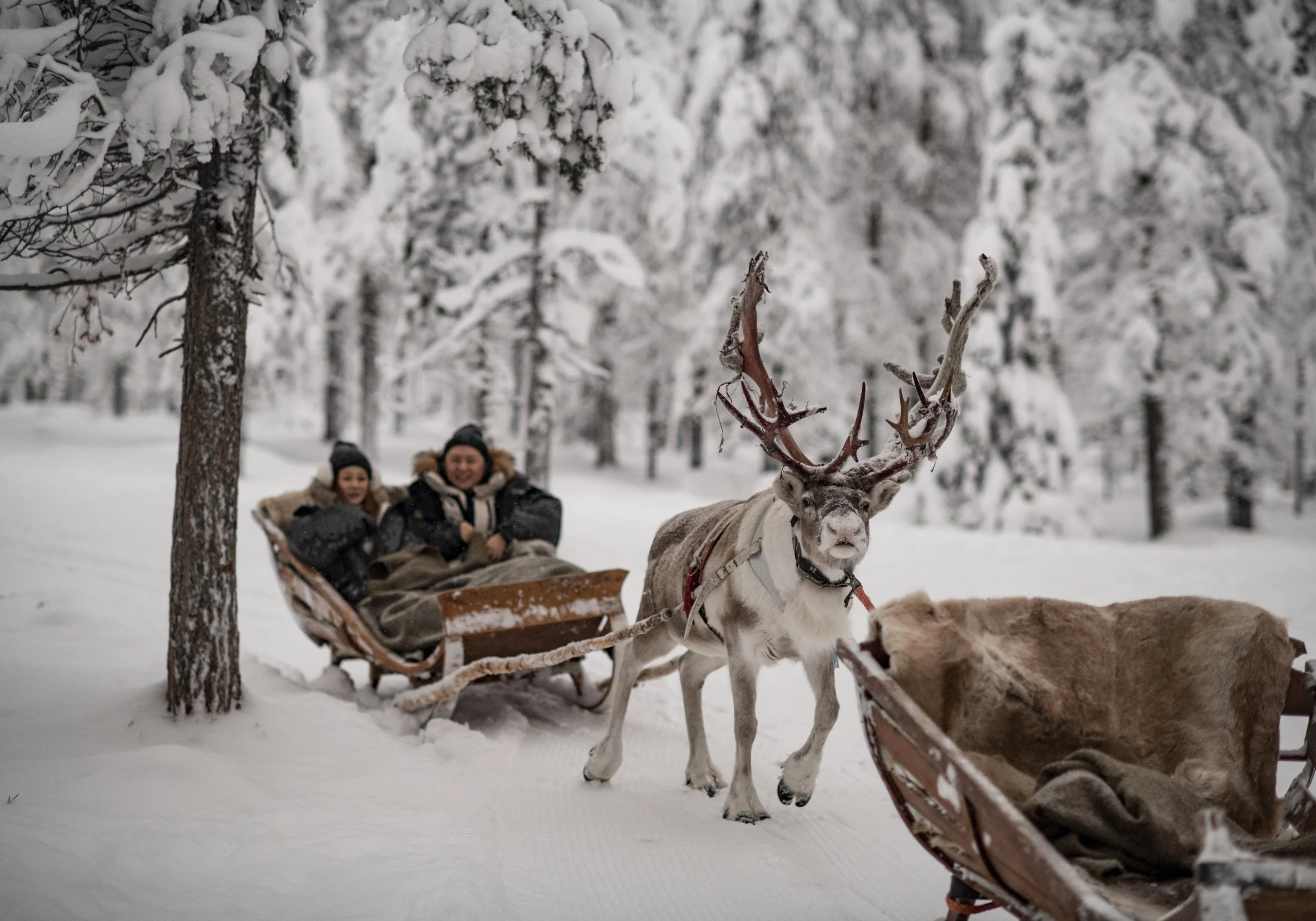 Private tours — Lapland Romance