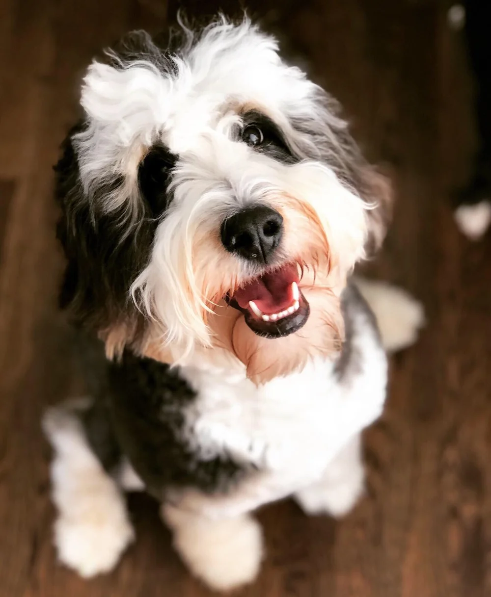 What's a Bernedoodle? — VonDoodles