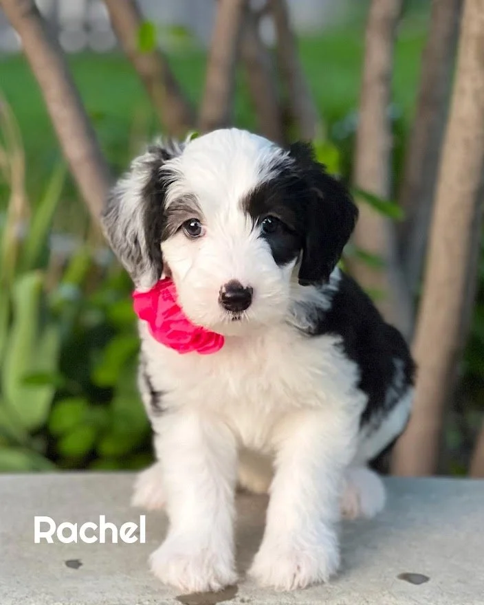 Upcoming Litters — VonDoodles