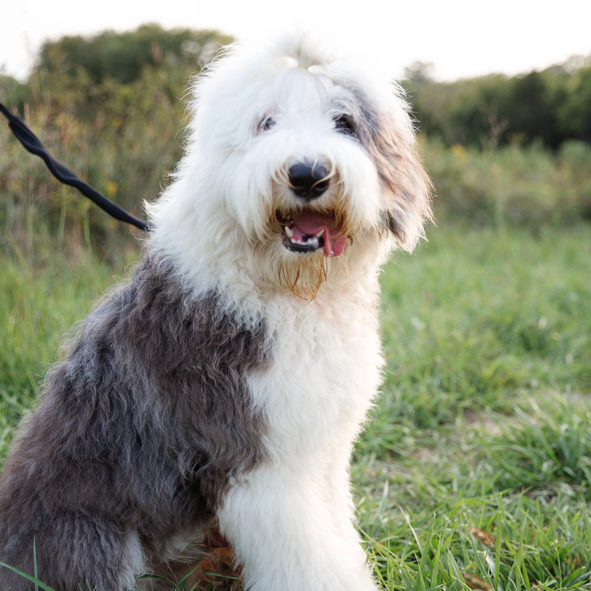 Upcoming Litters — VonDoodles