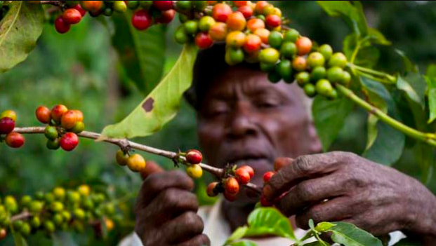 Africa - Coffee Origins
