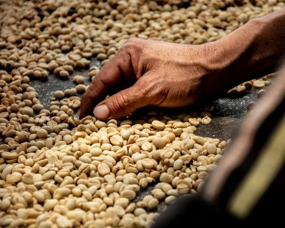 Where Does Coffee Come From?