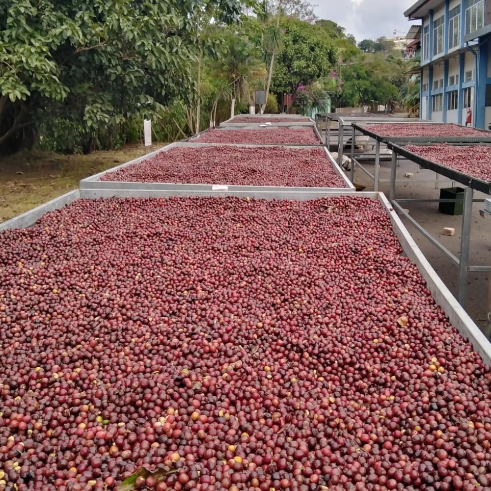 Costa Rica Coffee Beans | Batch Coffee Club