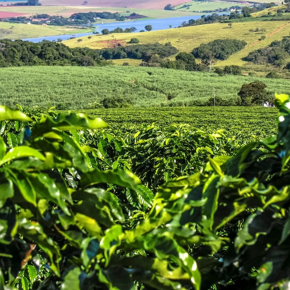 Costa Rica Coffee Beans | Batch Coffee Club