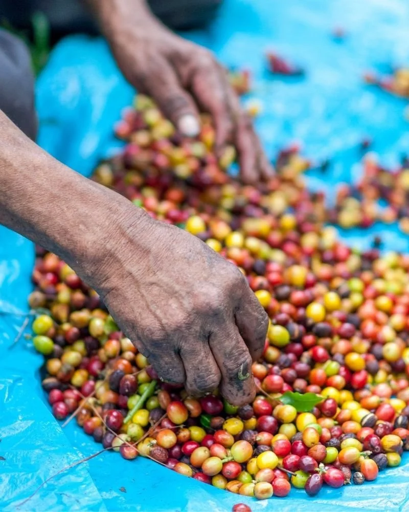 Colombian Coffee: World's Finest Beans 2024 (Tom Explains)