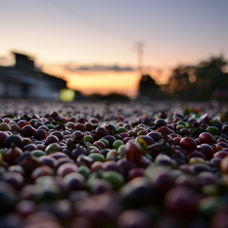 Assembly Coffee Roasters, London | Review | Batch Coffee