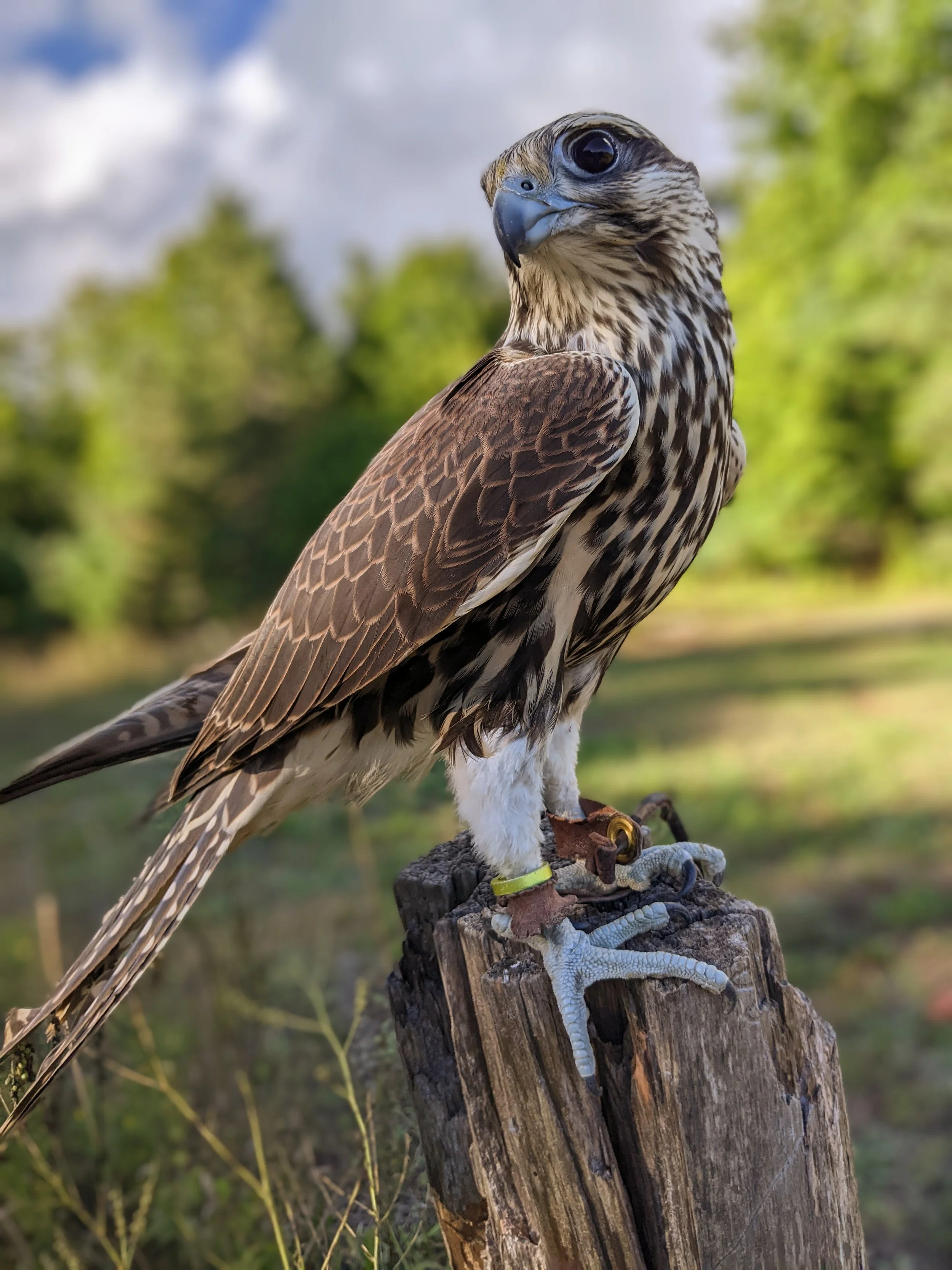 On-Site Demonstrations (Winter) — The Eyrie: Birds of Prey Services