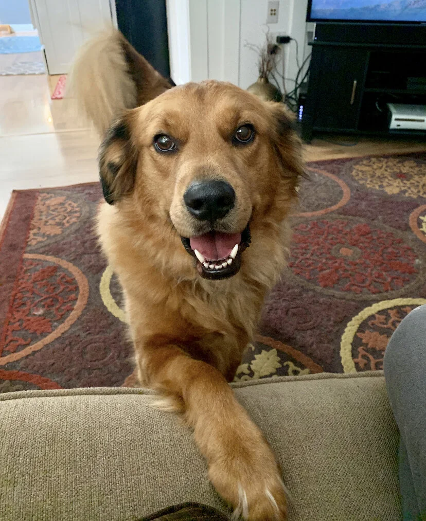 NPALL Audio, Inc - Sound Matters