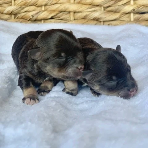Available Puppies — Western Mountain Mini Schnauzers