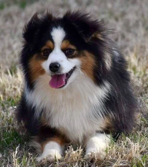 Available Puppies — Flyn-M- Toy & Mini Aussies