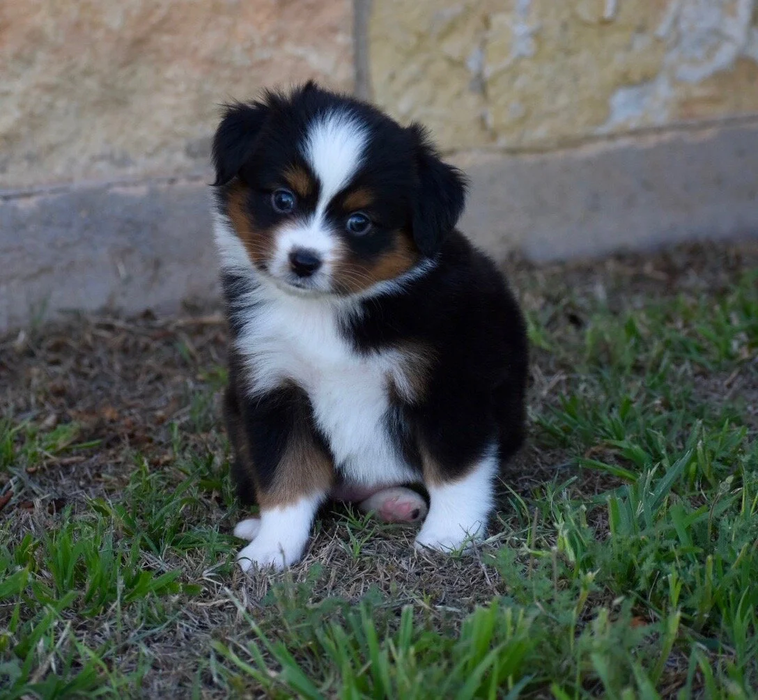 Available Puppies — Flyn-M- Toy & Mini Aussies