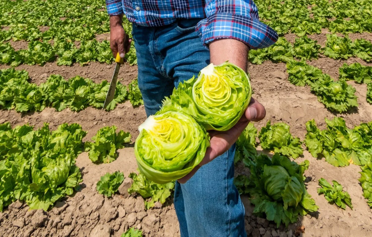 The Farm-to-Table Movement: A Complete Guide — Hitchcock Farms
