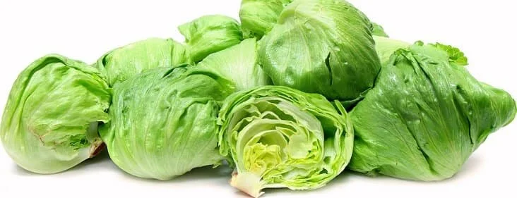 Pickled Iceberg Lettuce: 4 Reasons Why It Belongs on Your Menu ...