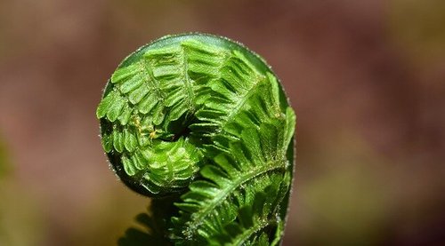 6 Tasty Small Round Green Vegetables You Have to Try — Hitchcock Farms