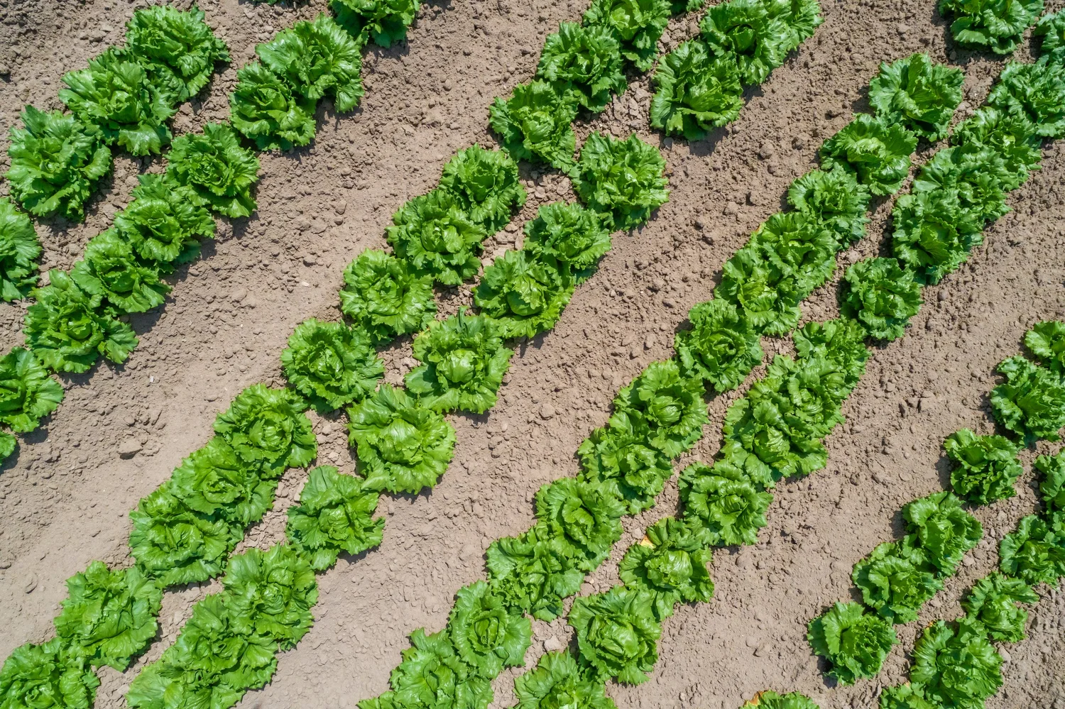 Baby Iceberg Lettuce Plant