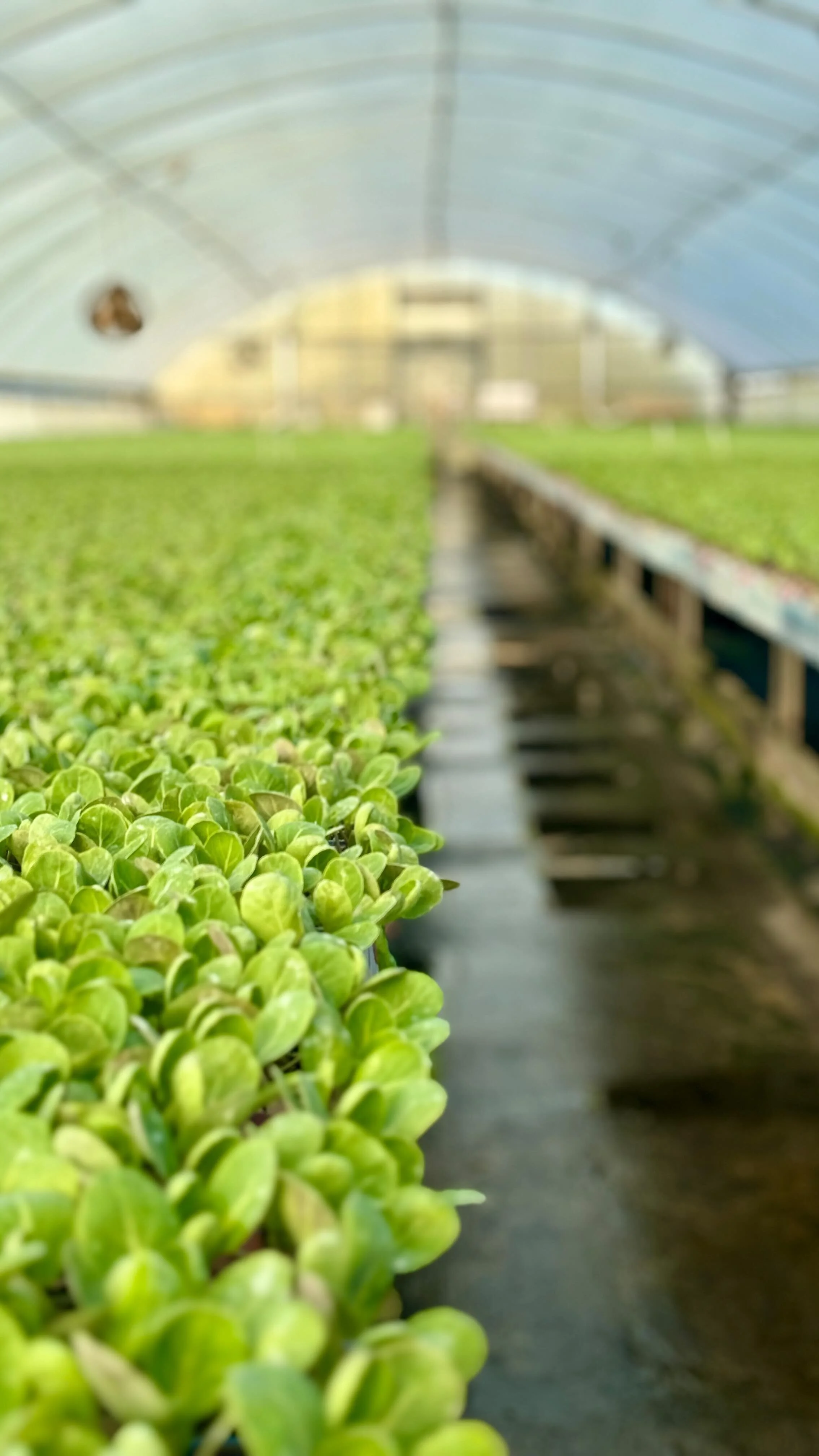 Produce Grower, Packer & Shipper of Fresh Vegetables | Hitchcock Farms