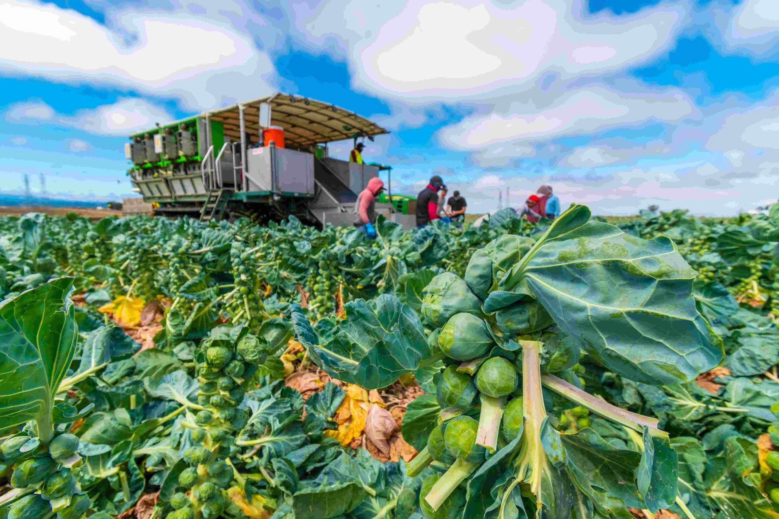 The Farm-to-Table Movement: A Complete Guide — Hitchcock Farms