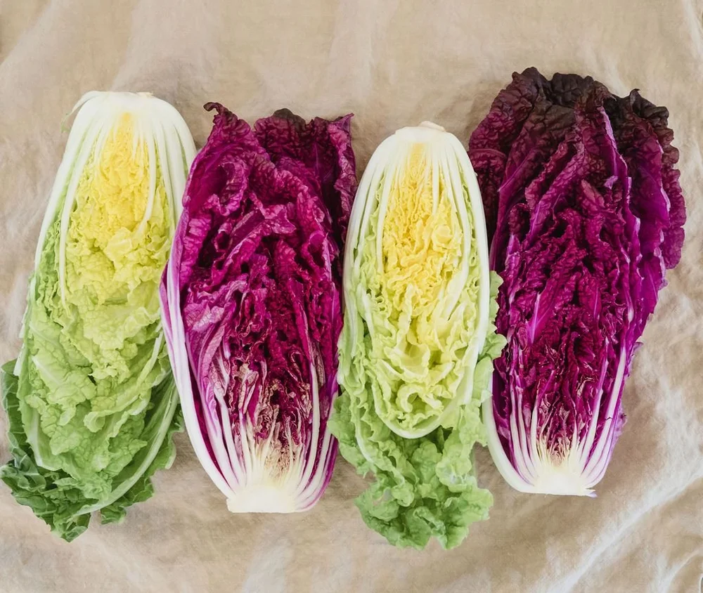 What Is Napa Cabbage? A Tastefully Satisfying Guide — Hitchcock Farms