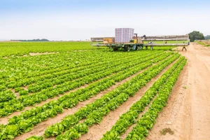 What are the Top Salad Trends in 2026? — Hitchcock Farms